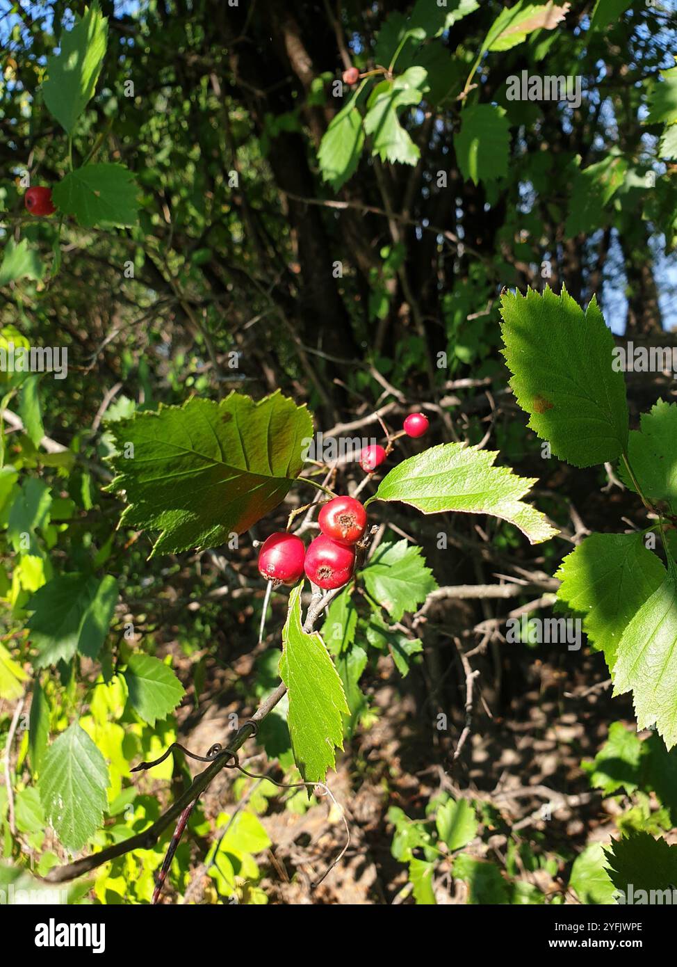 Crataegus flabellata hi-res stock photography and images - Alamy