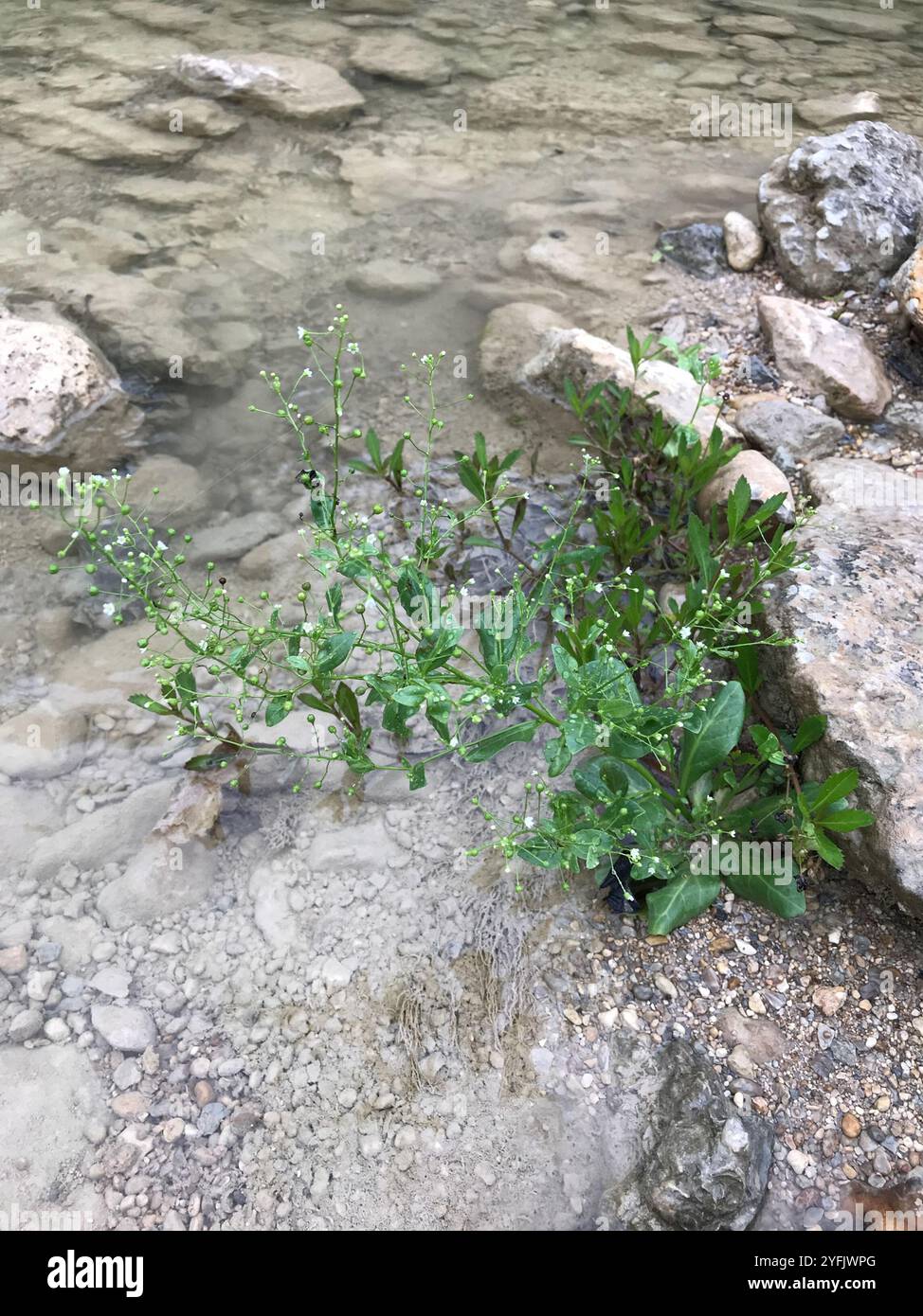seaside brookweed (Samolus parviflorus Stock Photo - Alamy