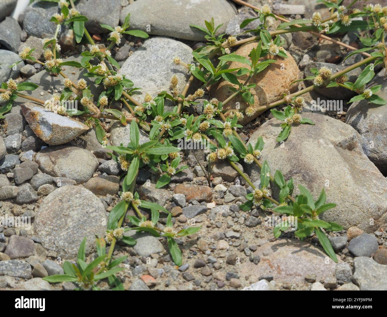 Sessile joyweed hi-res stock photography and images - Alamy