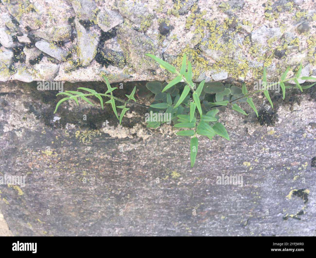 purple-stem cliffbrake (Pellaea atropurpurea Stock Photo - Alamy