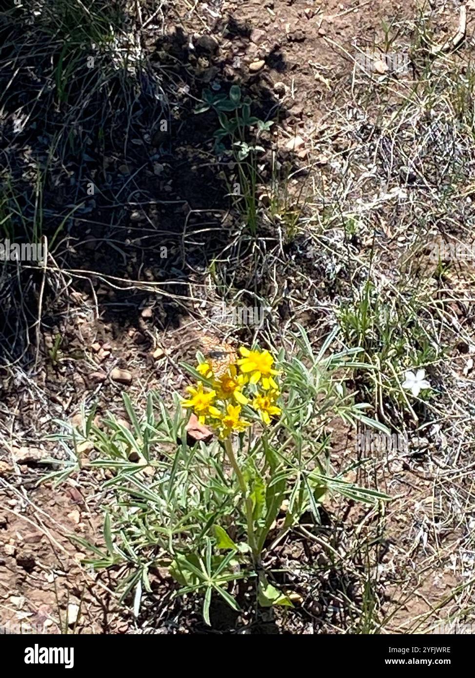 Ediths checkerspot hi-res stock photography and images - Alamy
