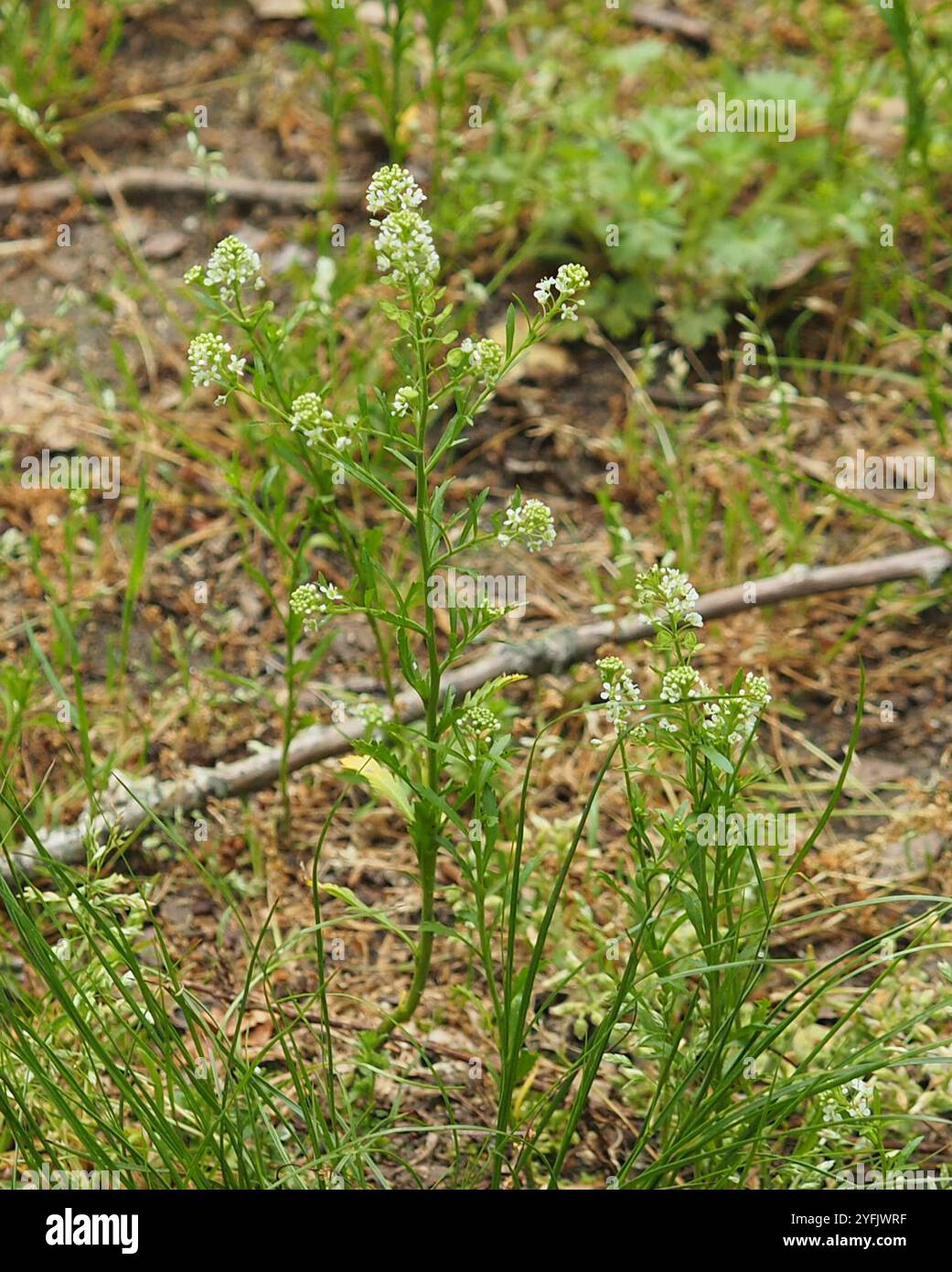 Virginia pepperweed (Lepidium virginicum Stock Photo - Alamy