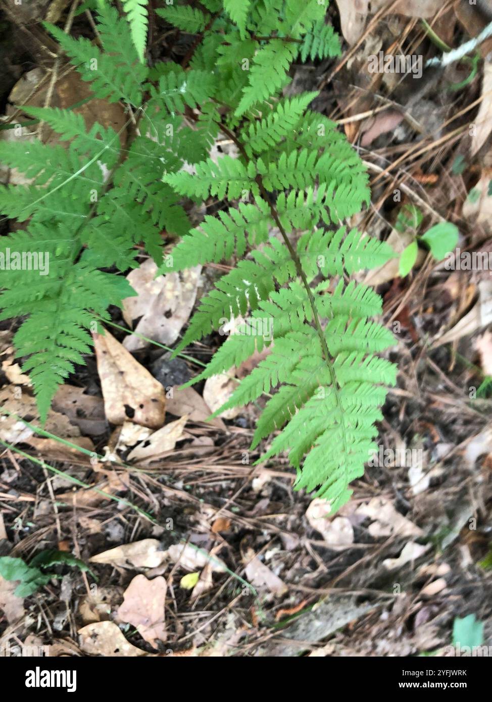 southern lady fern (Athyrium asplenioides Stock Photo - Alamy