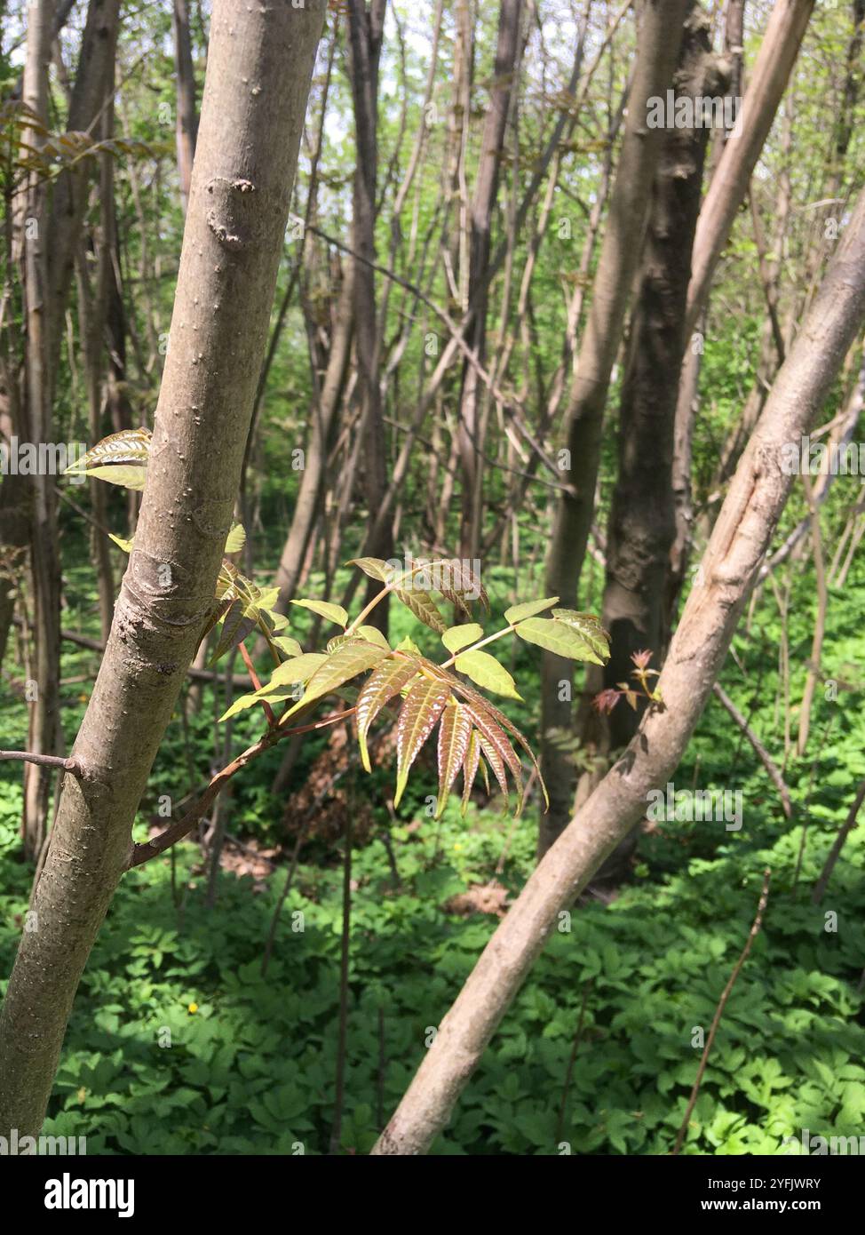 Tun tree (Toona sinensis Stock Photo - Alamy