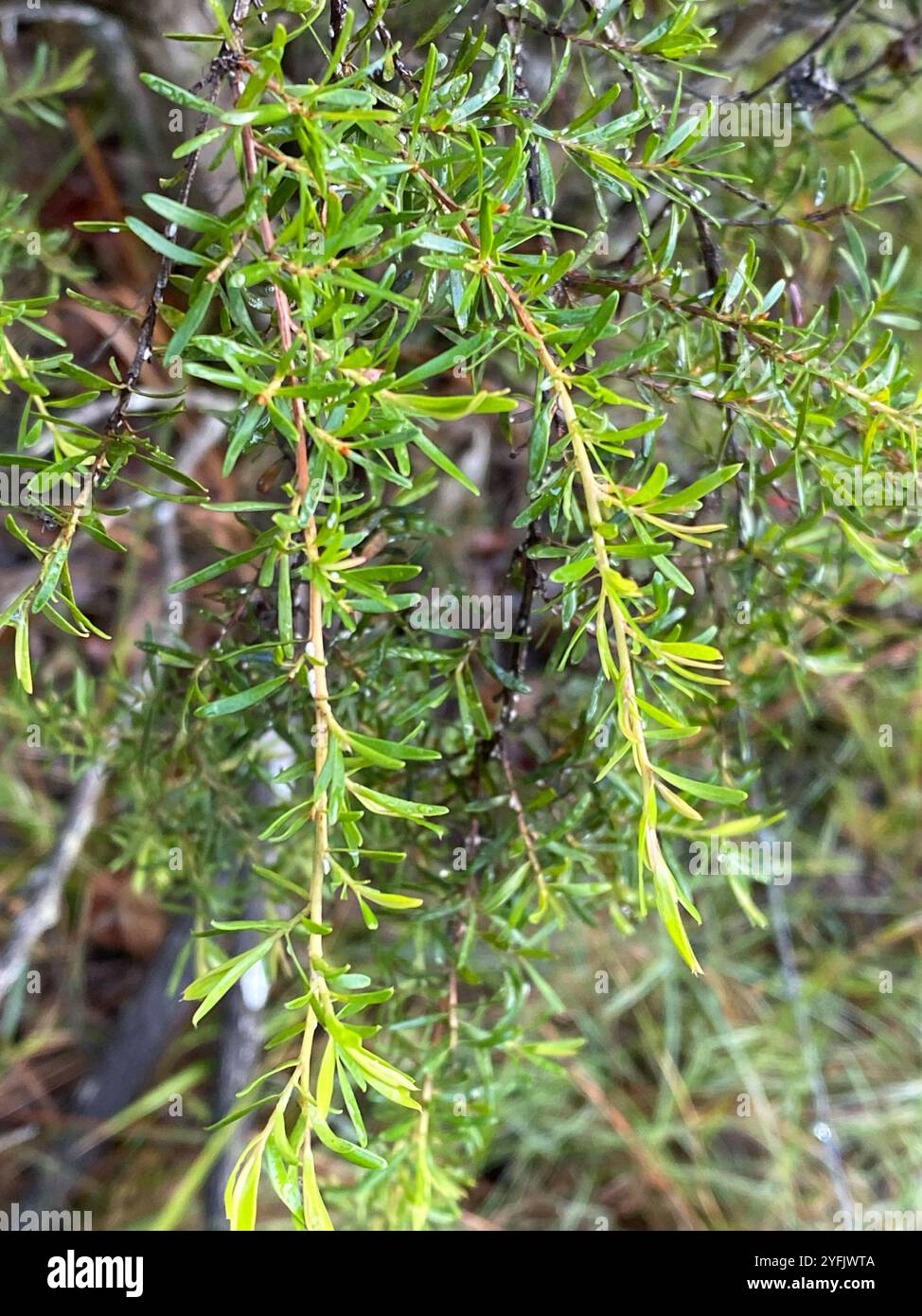 Polygalifolium hi-res stock photography and images - Alamy