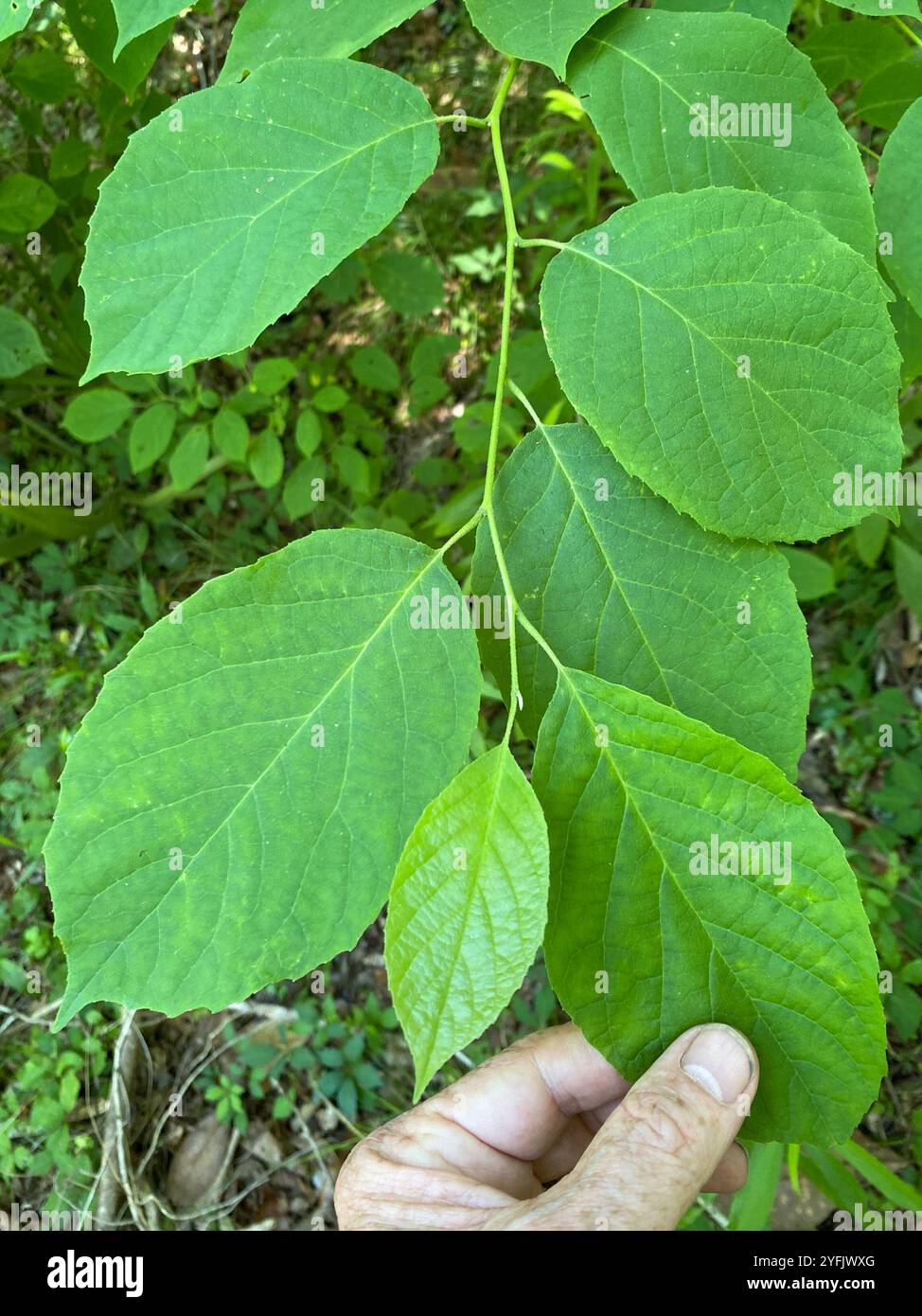 Two-wing Silverbell (Halesia diptera Stock Photo - Alamy
