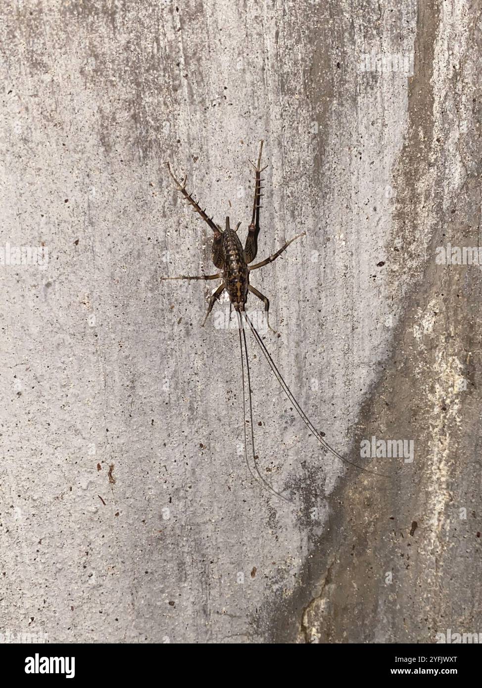 Camel Crickets, Cave Crickets, and Cave Wēta (Rhaphidophoridae Stock ...