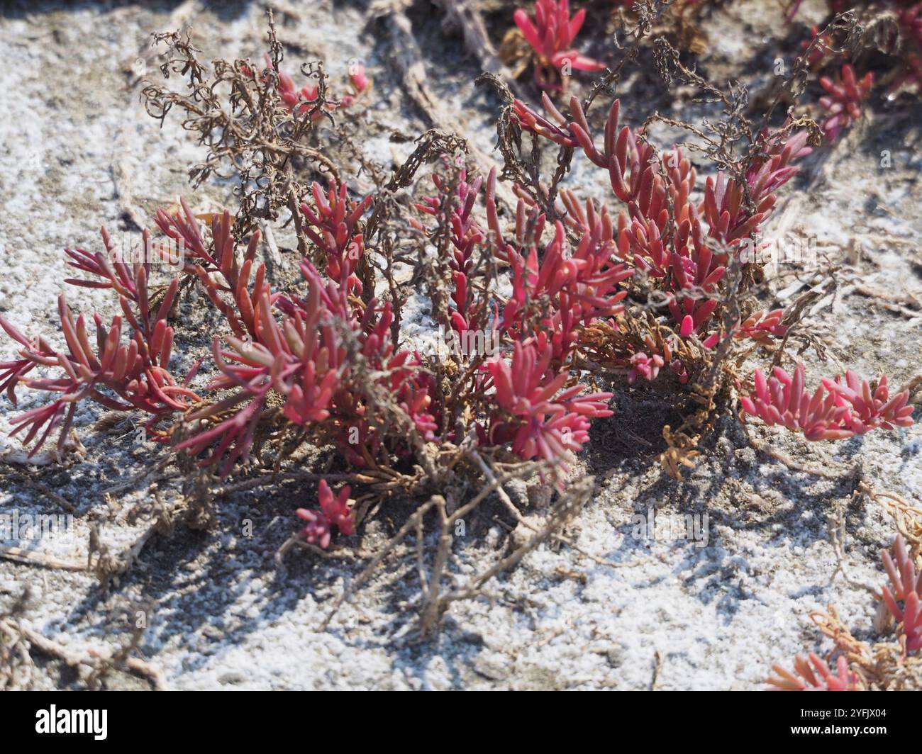 Herbaceous Seepweed (Suaeda maritima Stock Photo - Alamy