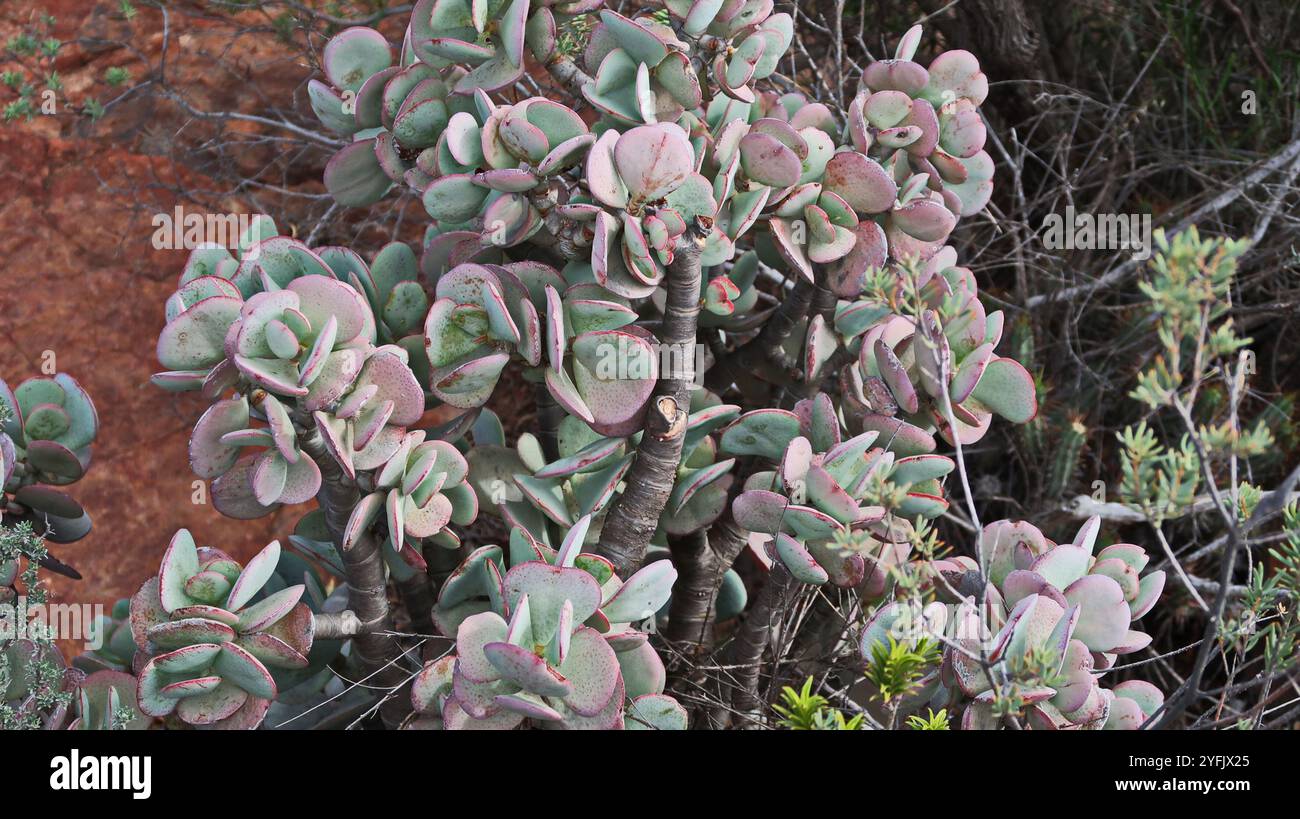 Silver Dollar Plant (Crassula arborescens Stock Photo - Alamy