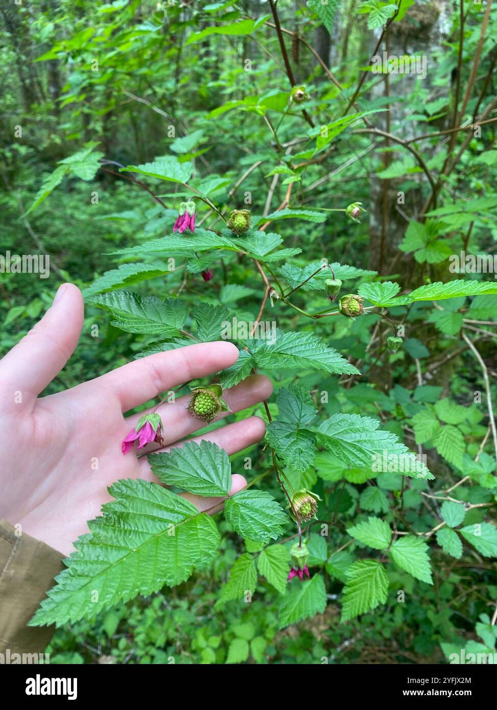 Salmonberry (Rubus spectabilis Stock Photo - Alamy
