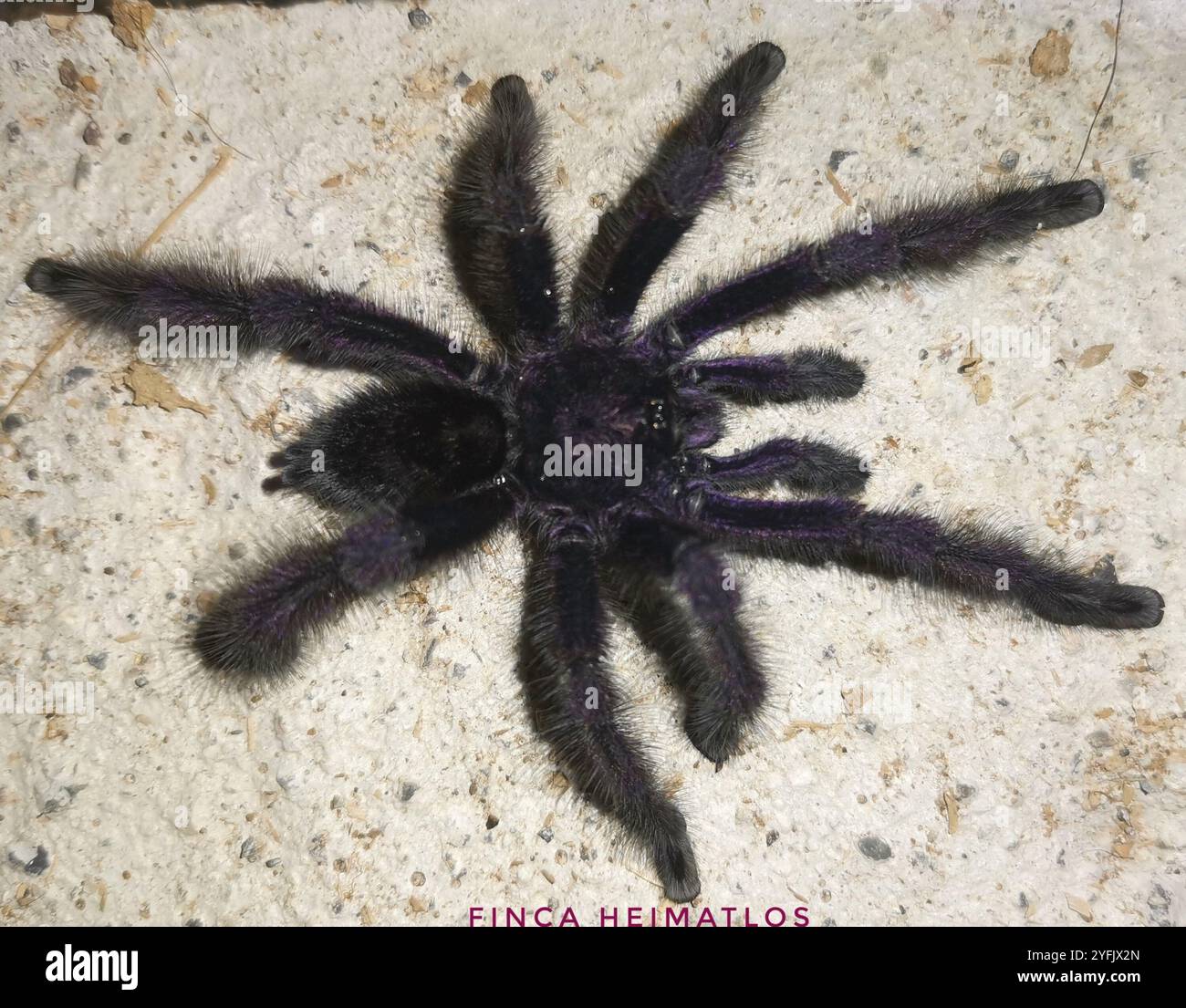 Purple Pinktoe Tarantula (Avicularia purpurea Stock Photo - Alamy