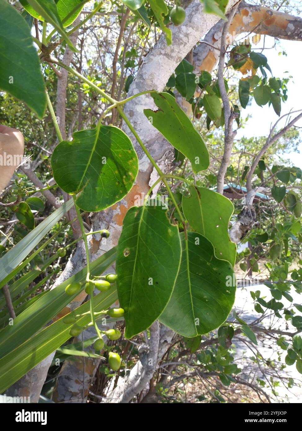 Poisonwood hi-res stock photography and images - Alamy