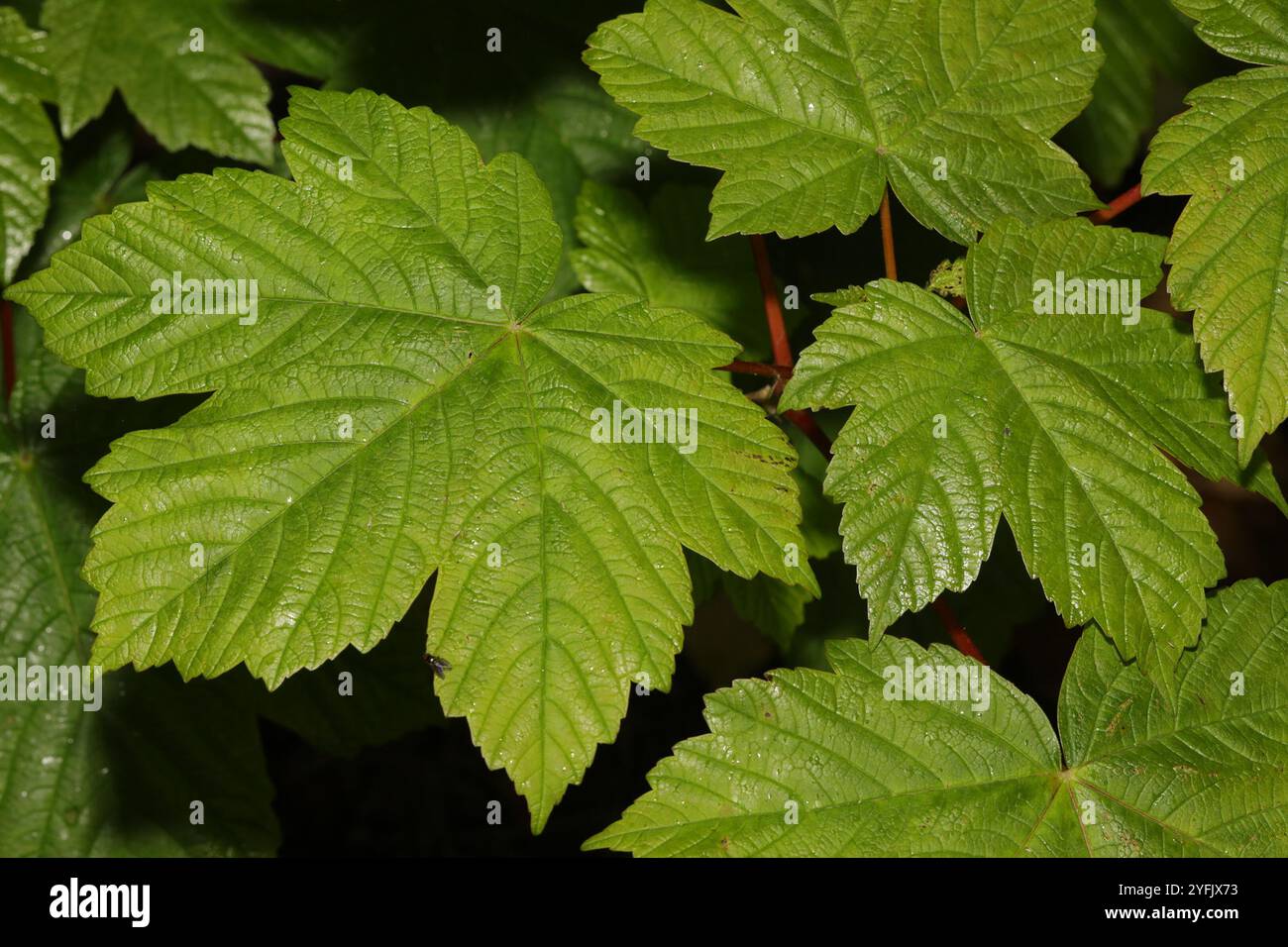 sycamore maple (Acer pseudoplatanus Stock Photo - Alamy
