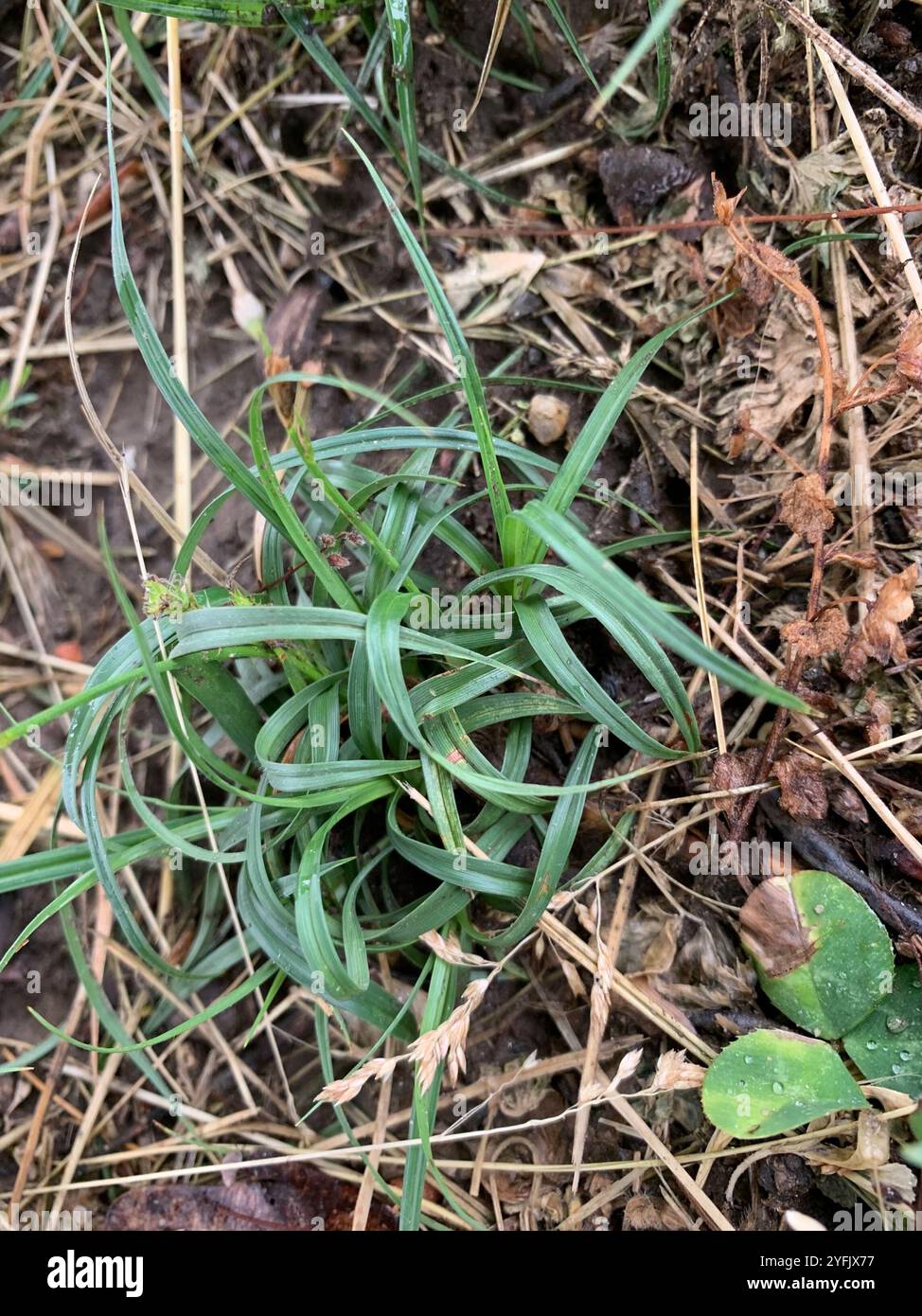 true sedges (Carex Stock Photo - Alamy