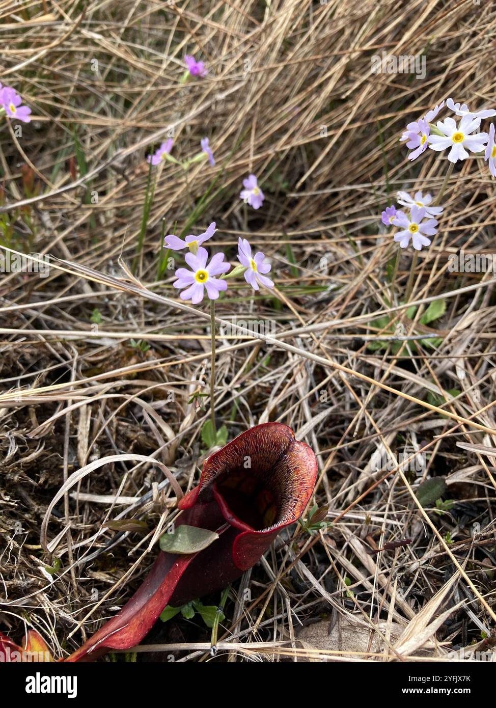 Mistassini Primrose (Primula mistassinica Stock Photo - Alamy