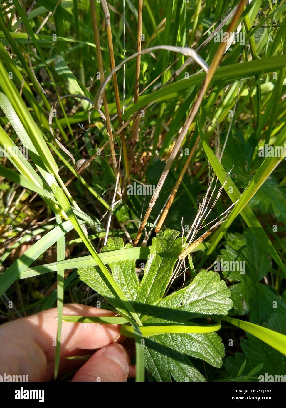 Rose Checkermallow (Sidalcea virgata Stock Photo - Alamy