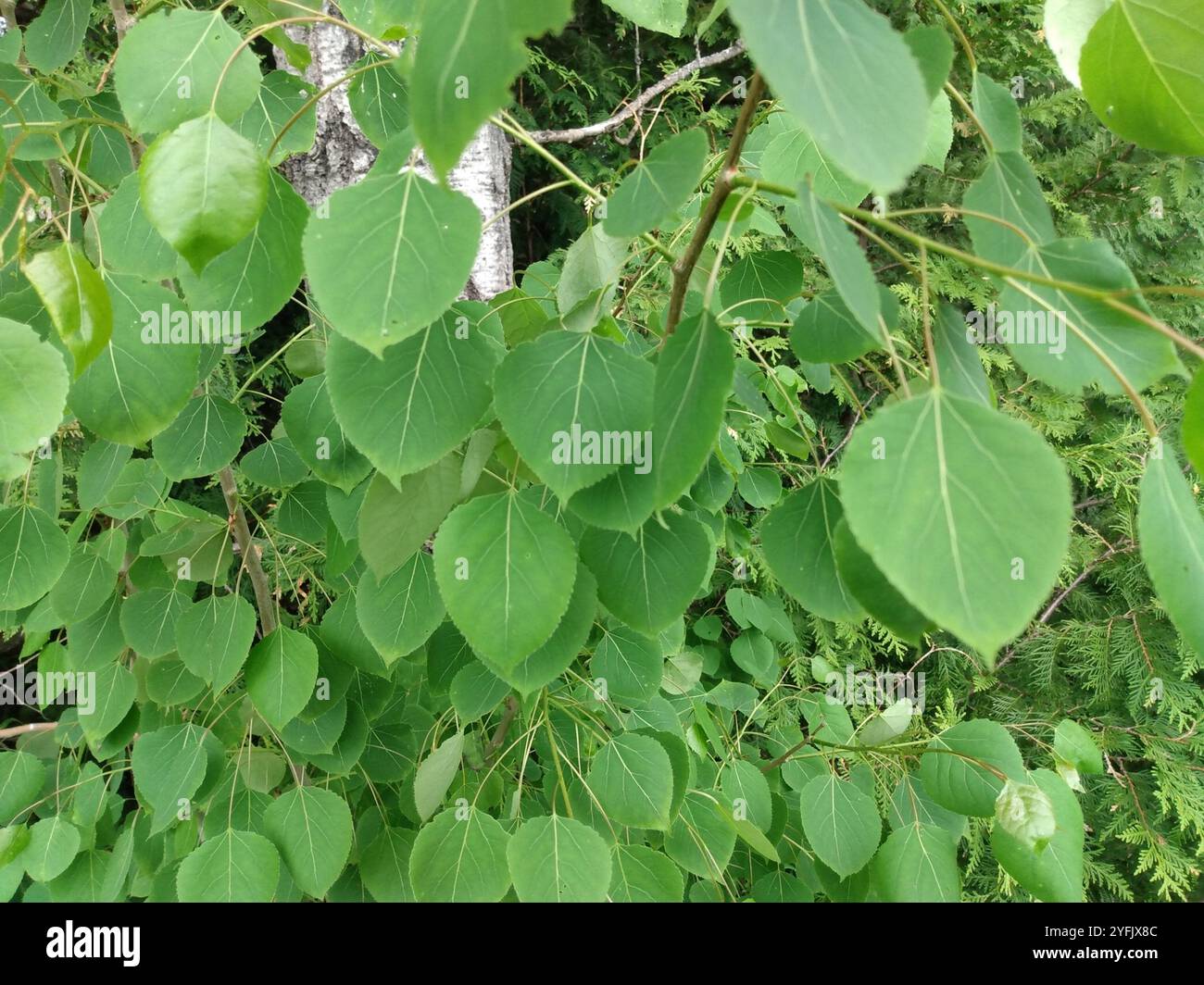trembling aspen (Populus tremuloides Stock Photo - Alamy