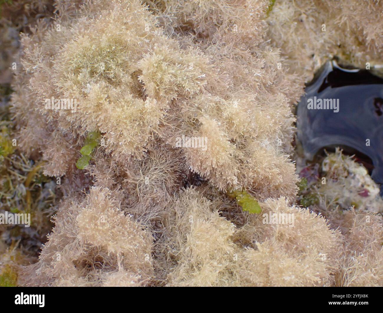 Red Coralline Algae (Jania Stock Photo - Alamy