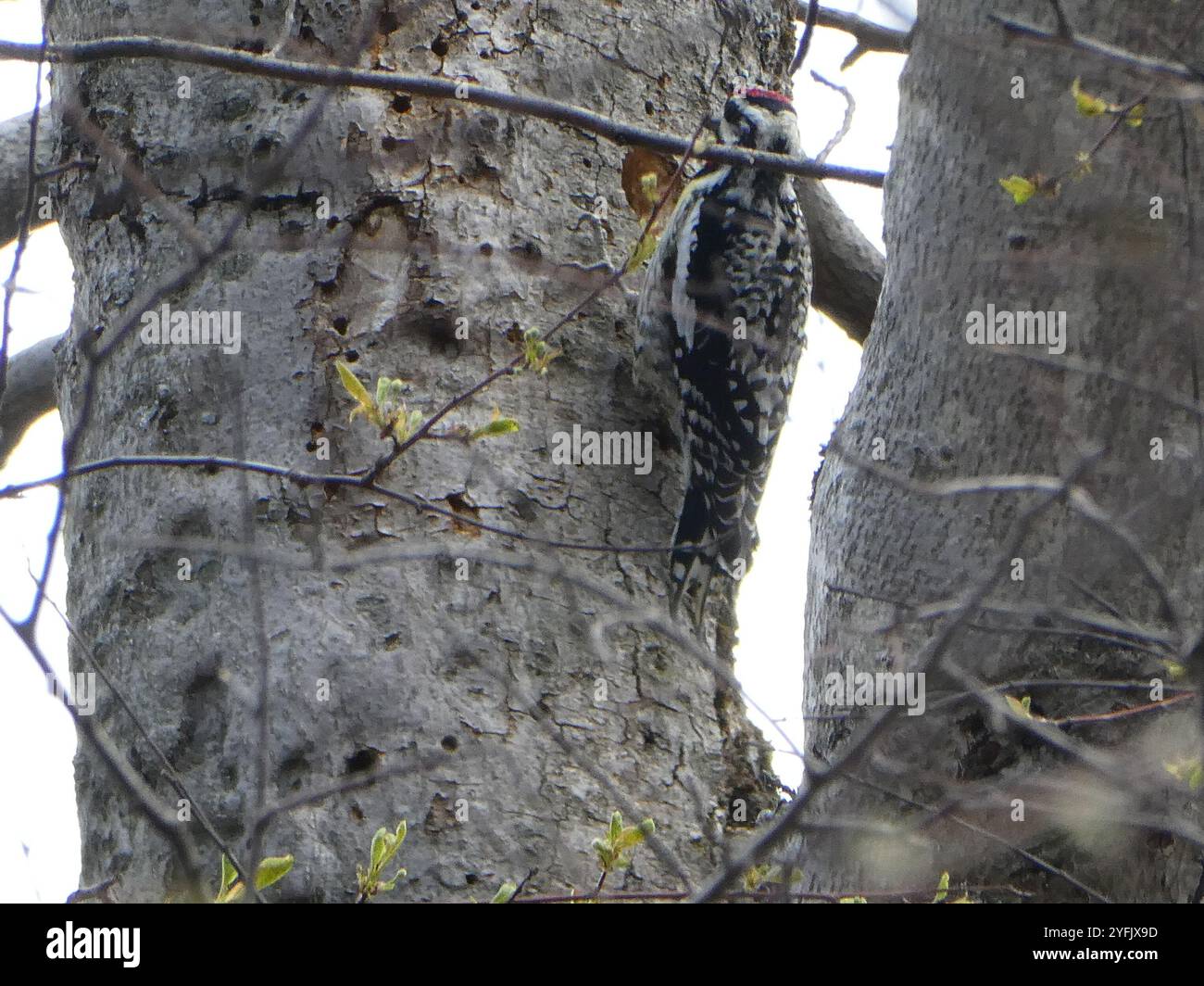 Yellow-bellied Sapsucker (Sphyrapicus varius Stock Photo - Alamy