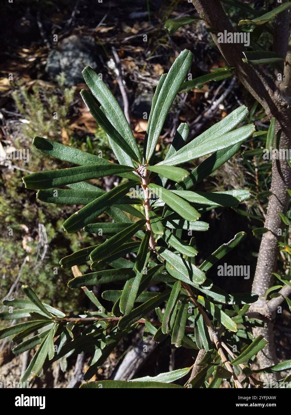 Silver Banksia (Banksia marginata Stock Photo - Alamy