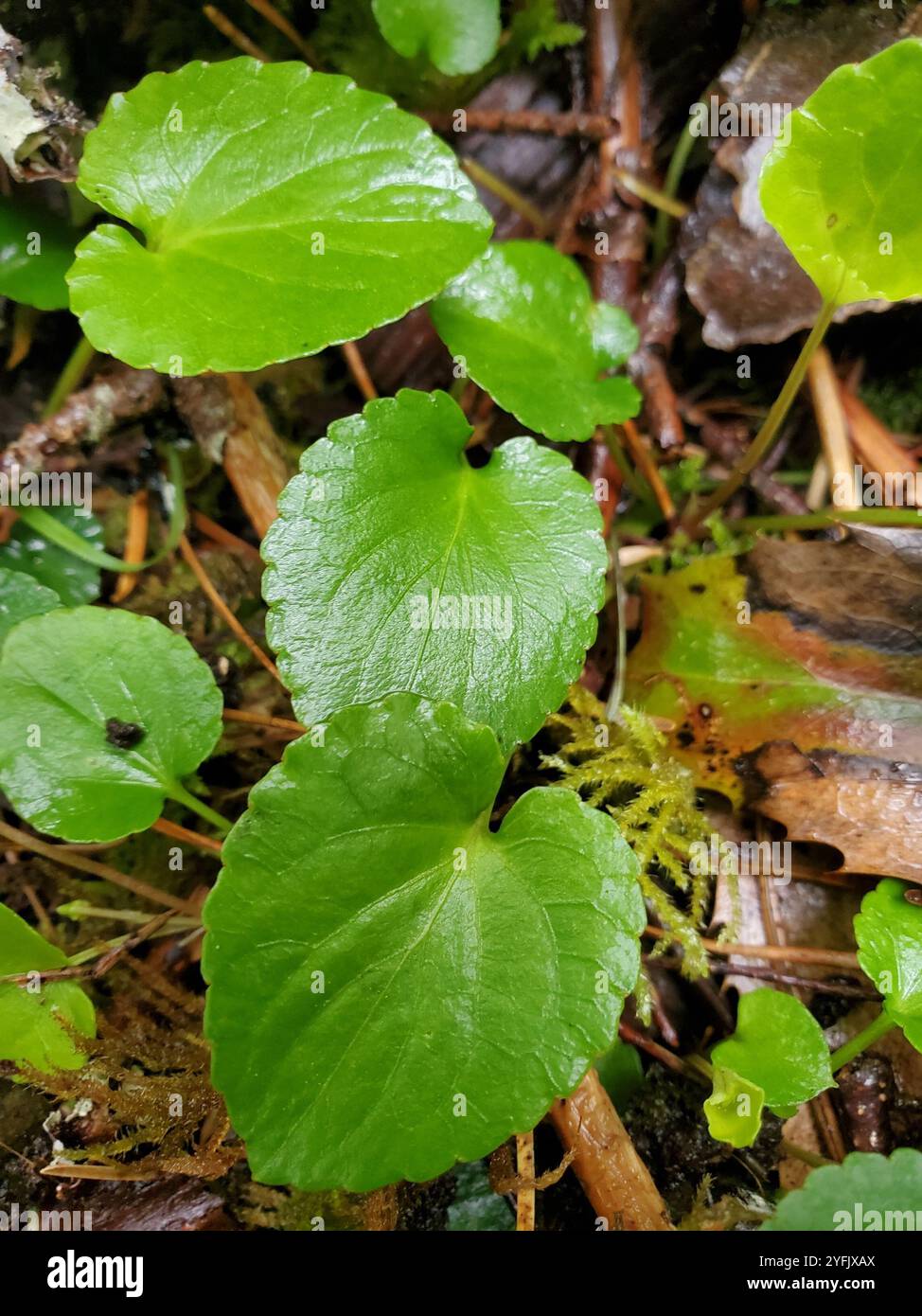 Redwood Violet (Viola sempervirens Stock Photo - Alamy