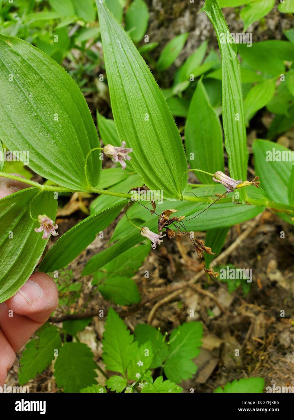 rose twisted-stalk (Streptopus lanceolatus Stock Photo - Alamy