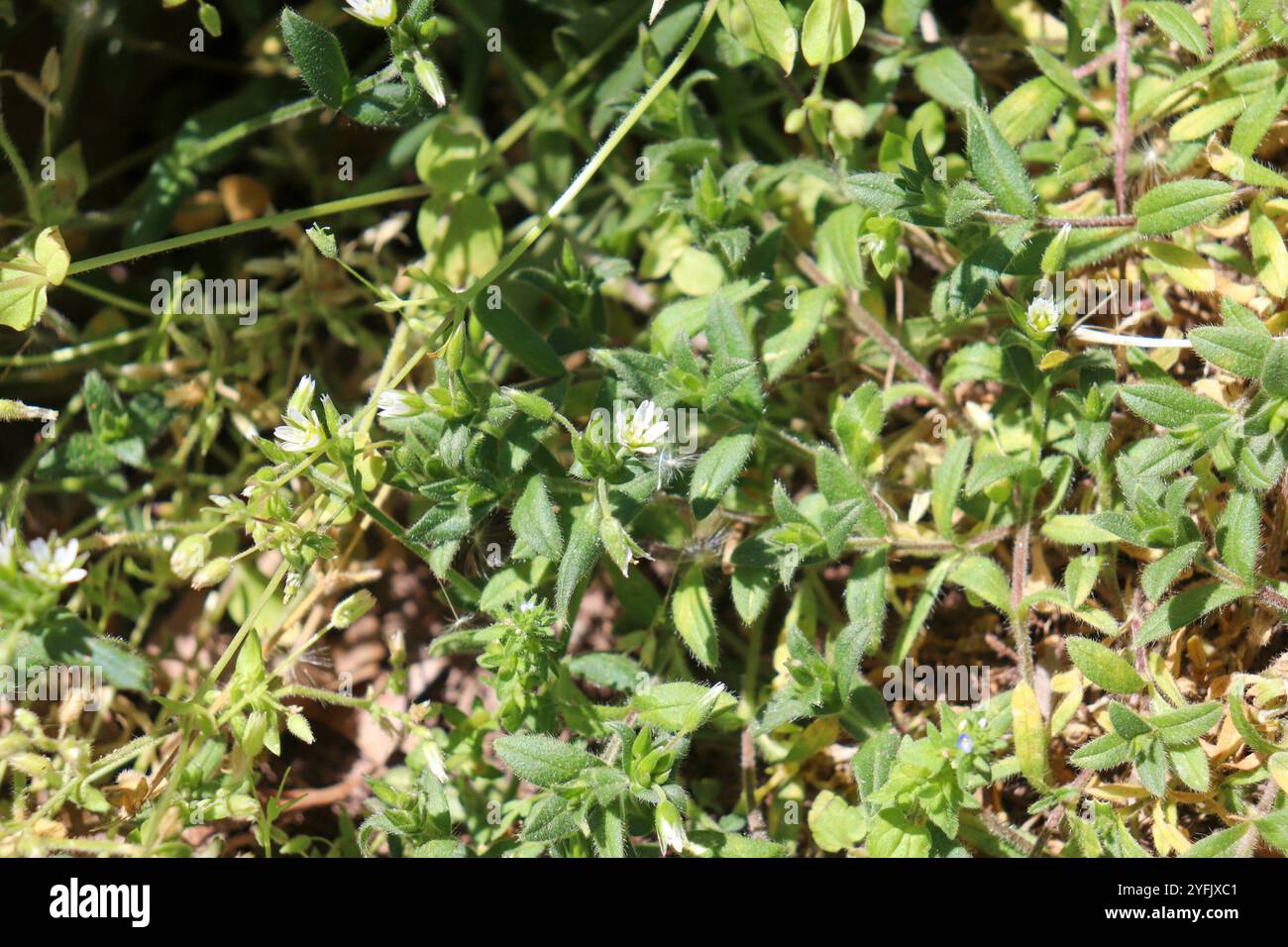 Common mouse-ear chickweed (Cerastium fontanum Stock Photo - Alamy