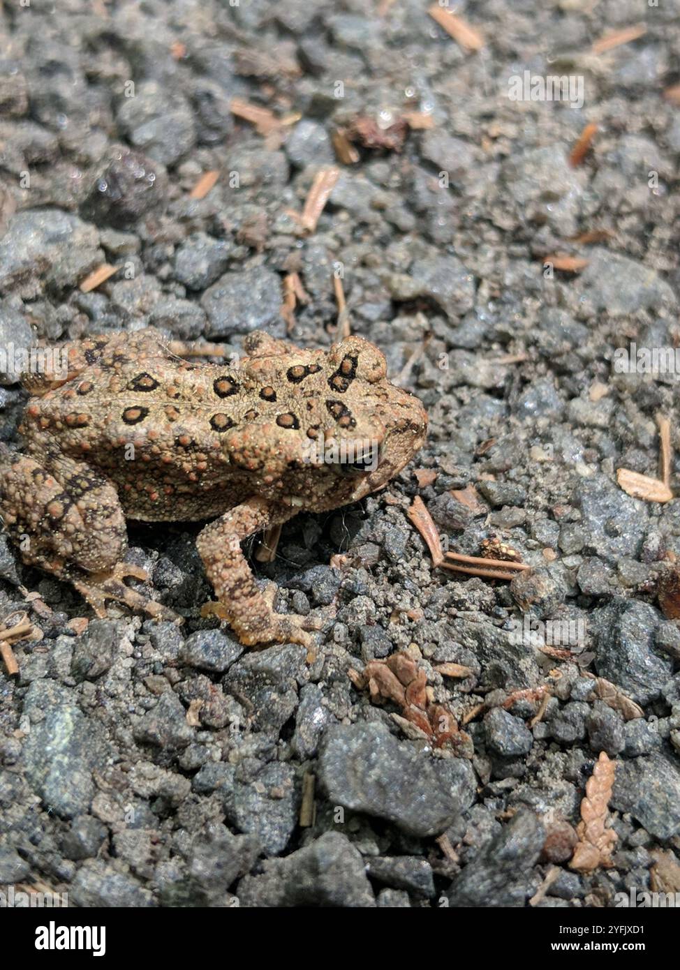 American Toad (Anaxyrus americanus Stock Photo - Alamy
