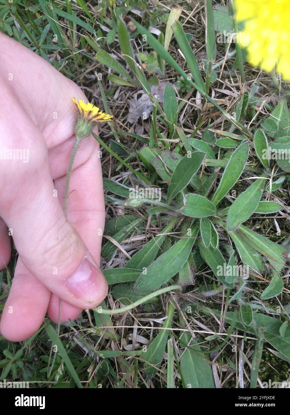 mouse-eared hawkweed (Pilosella officinarum Stock Photo - Alamy