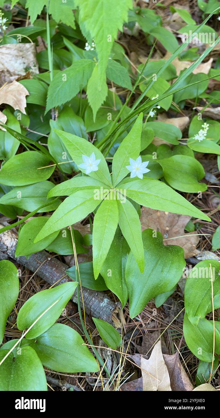 northern starflower (Lysimachia borealis Stock Photo - Alamy