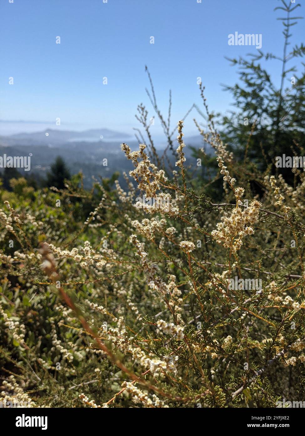 chamise (Adenostoma fasciculatum Stock Photo - Alamy