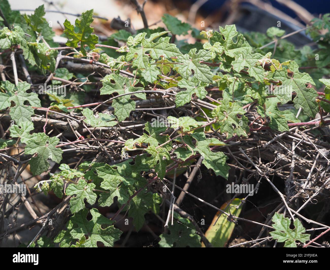 Taiwan Wild Grape (Vitis thunbergii Stock Photo - Alamy