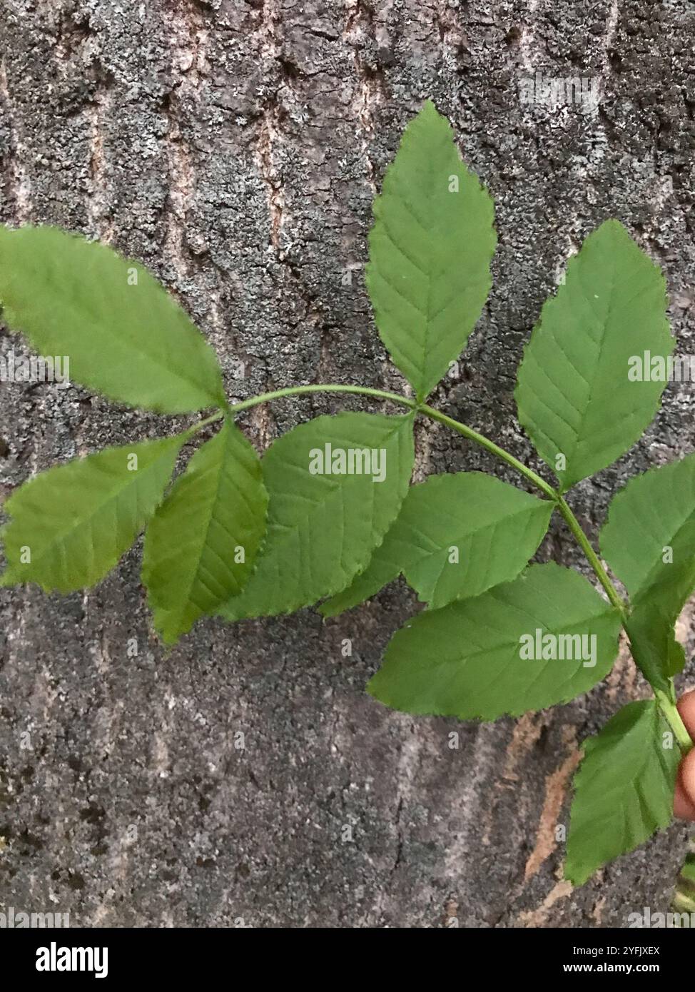 European ash (Fraxinus excelsior Stock Photo - Alamy
