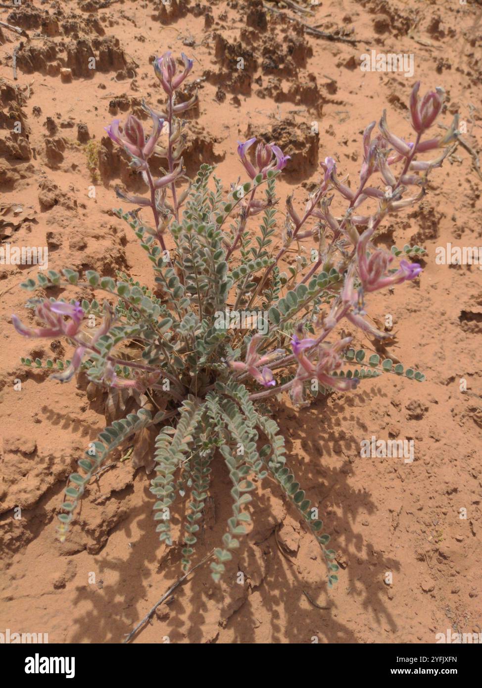 Woolly Locoweed (Astragalus mollissimus Stock Photo - Alamy