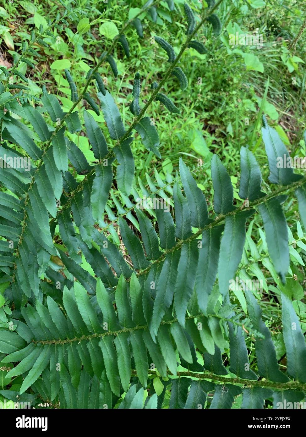 Christmas fern (Polystichum acrostichoides Stock Photo - Alamy