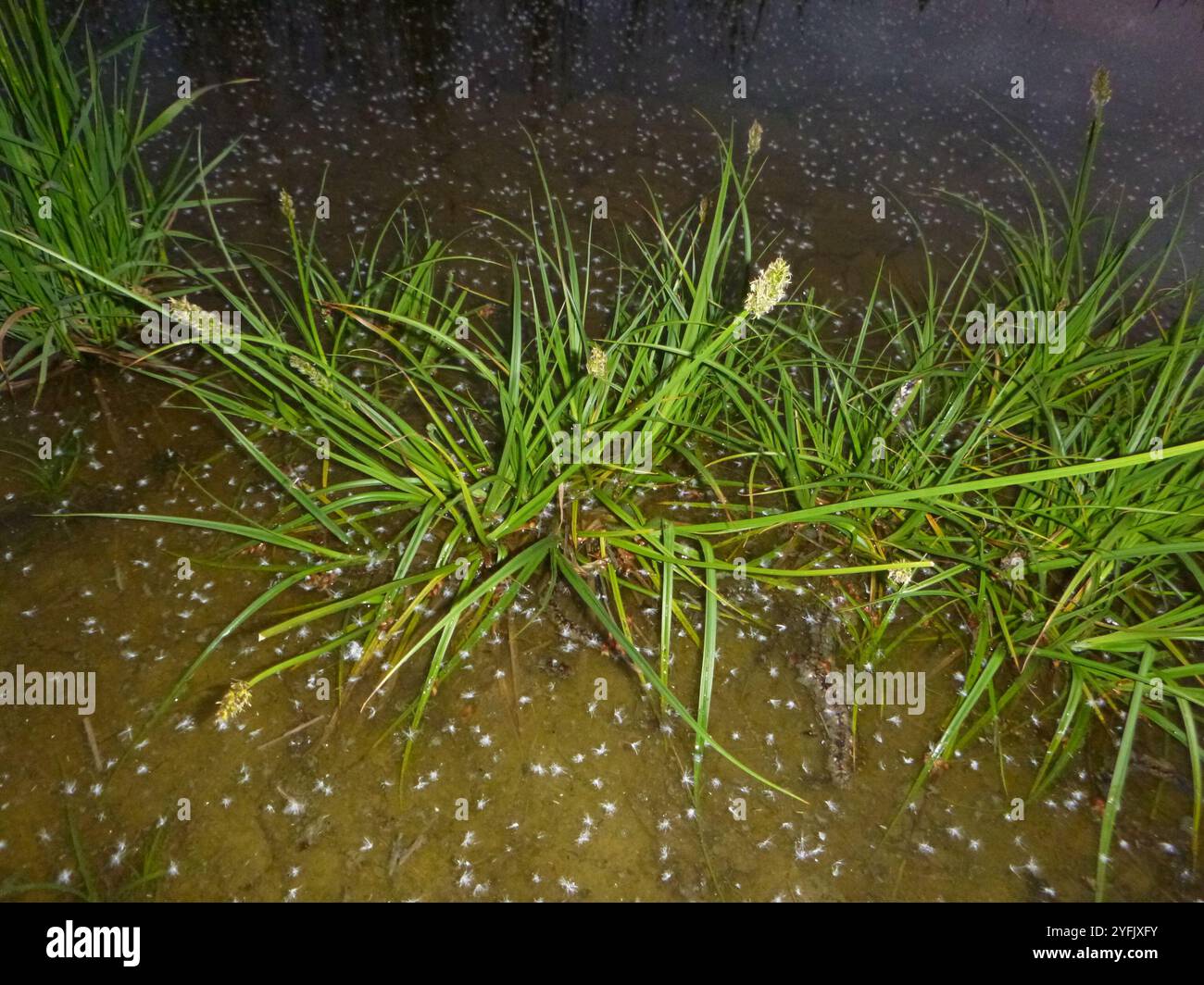 True sedge hi-res stock photography and images - Alamy