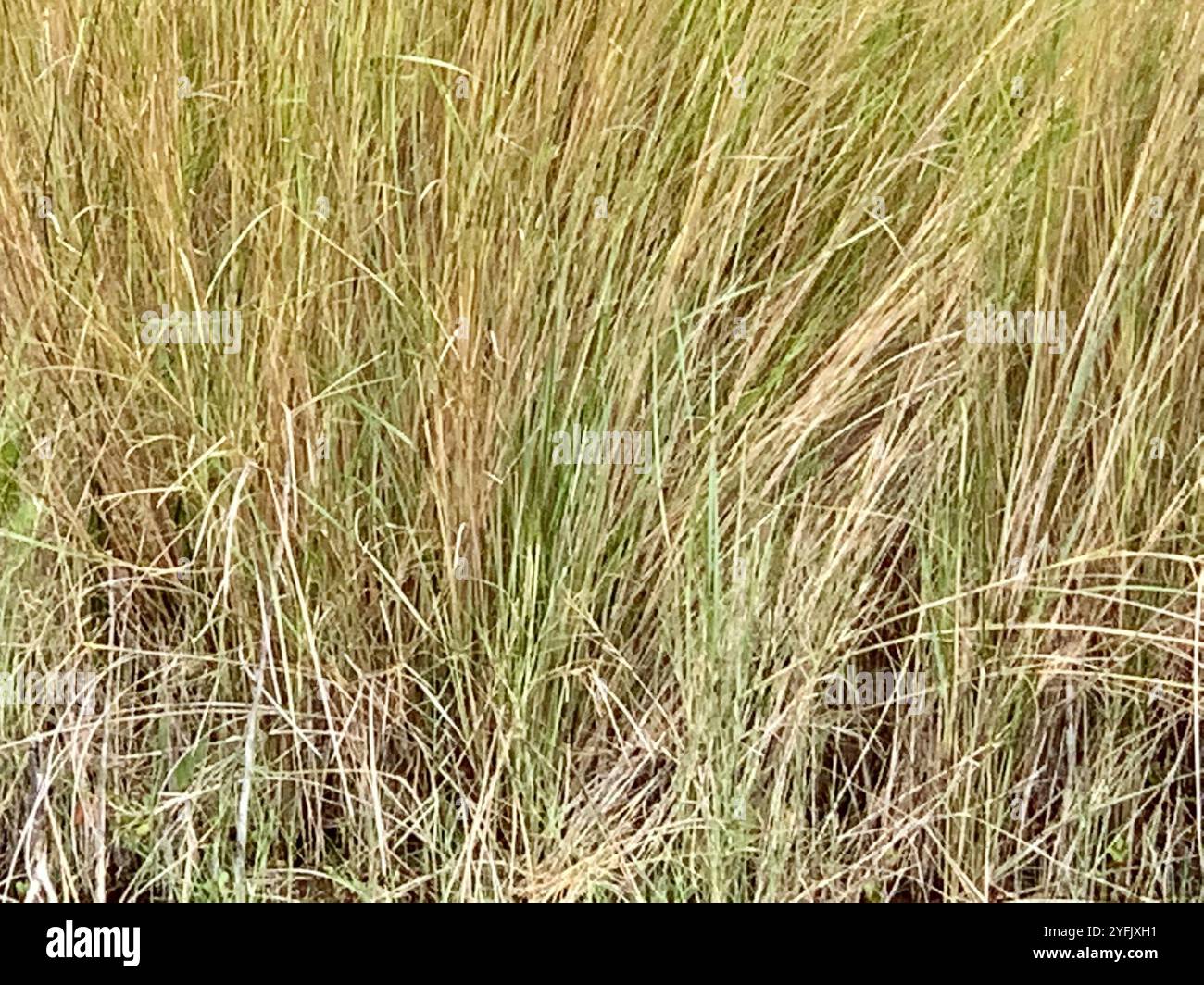 Saltmarsh Cordgrass (Sporobolus alterniflorus Stock Photo - Alamy