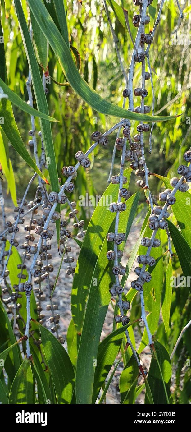 Weeping Paperbark (Melaleuca leucadendra Stock Photo - Alamy