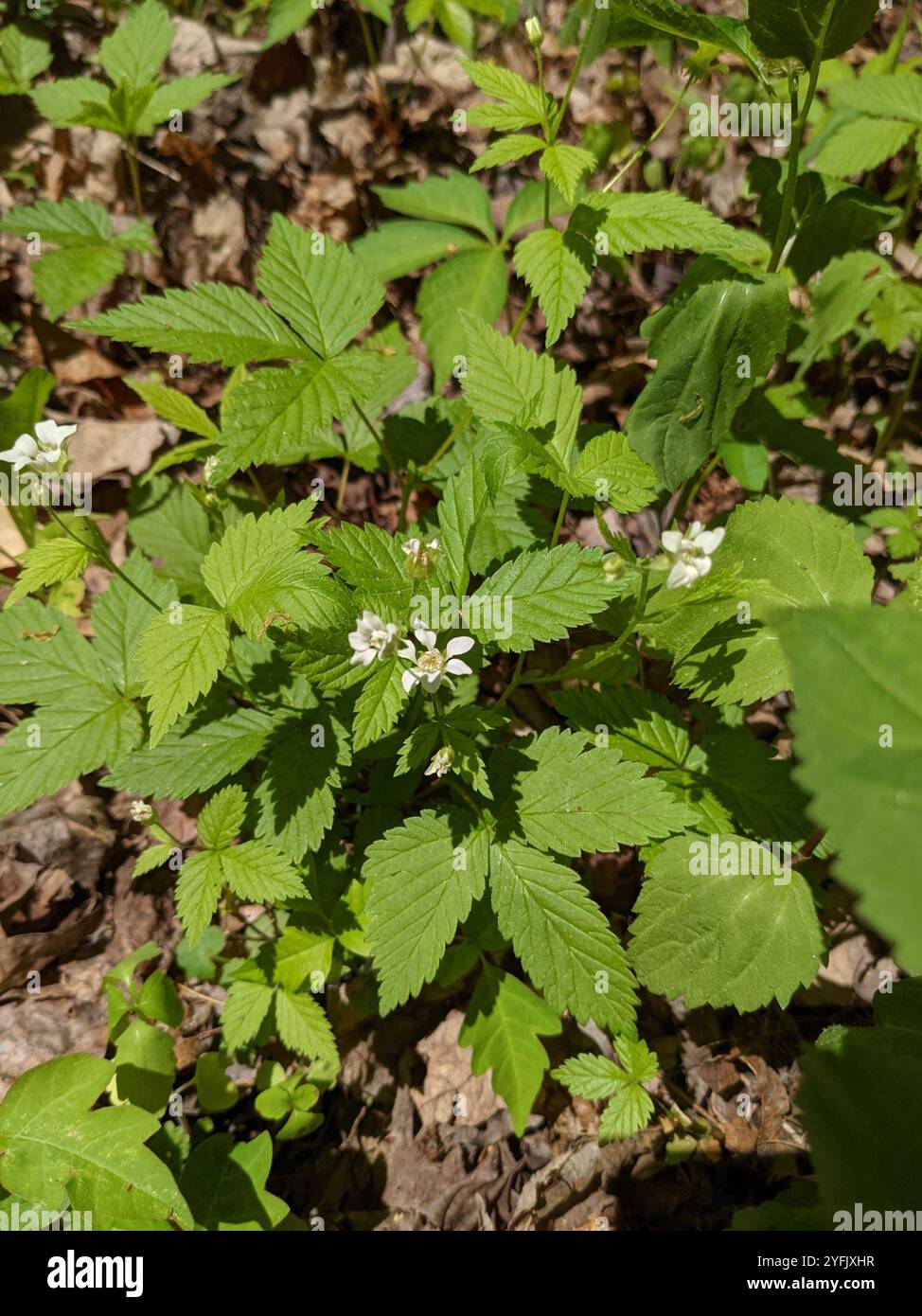 dwarf raspberry (Rubus pubescens Stock Photo - Alamy