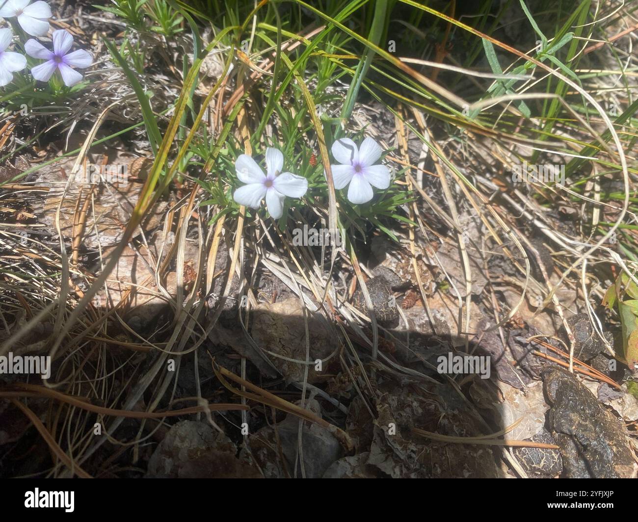 flowery phlox (Phlox multiflora Stock Photo - Alamy