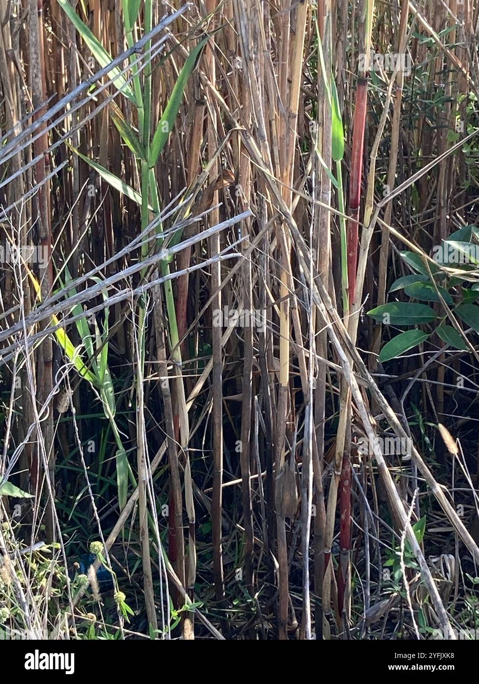grasses, sedges, cattails, and allies (Poales Stock Photo - Alamy