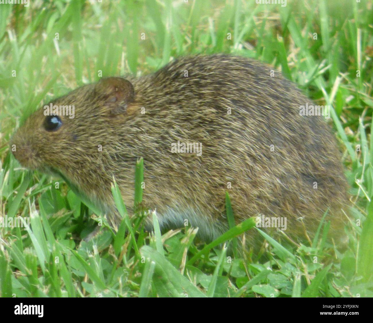 Sigmodon hispidus hi-res stock photography and images - Alamy