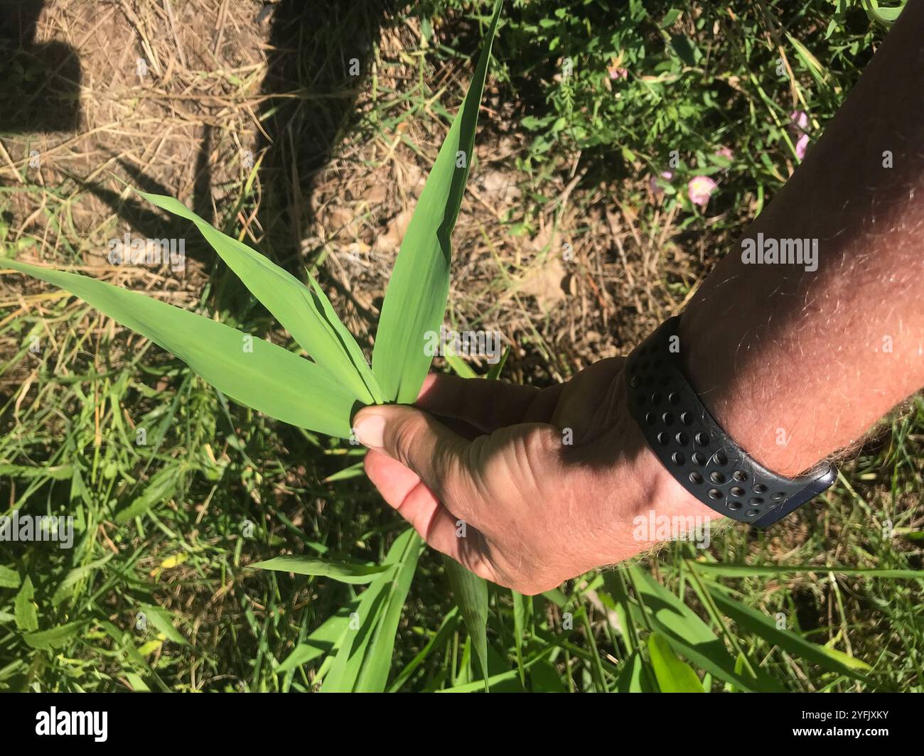 inland wood oats (Chasmanthium latifolium Stock Photo - Alamy