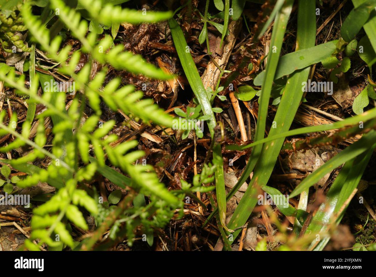 broad buckler-fern (Dryopteris dilatata Stock Photo - Alamy