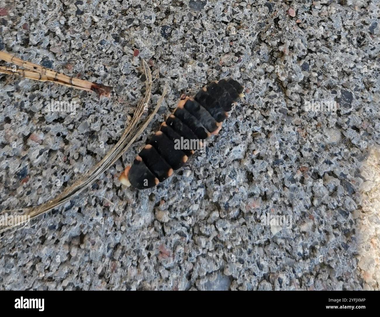 European Glow-worm (Lampyris noctiluca Stock Photo - Alamy