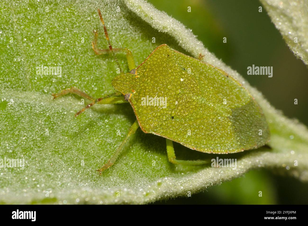 Southern Green Stink Bug (Nezara viridula Stock Photo - Alamy
