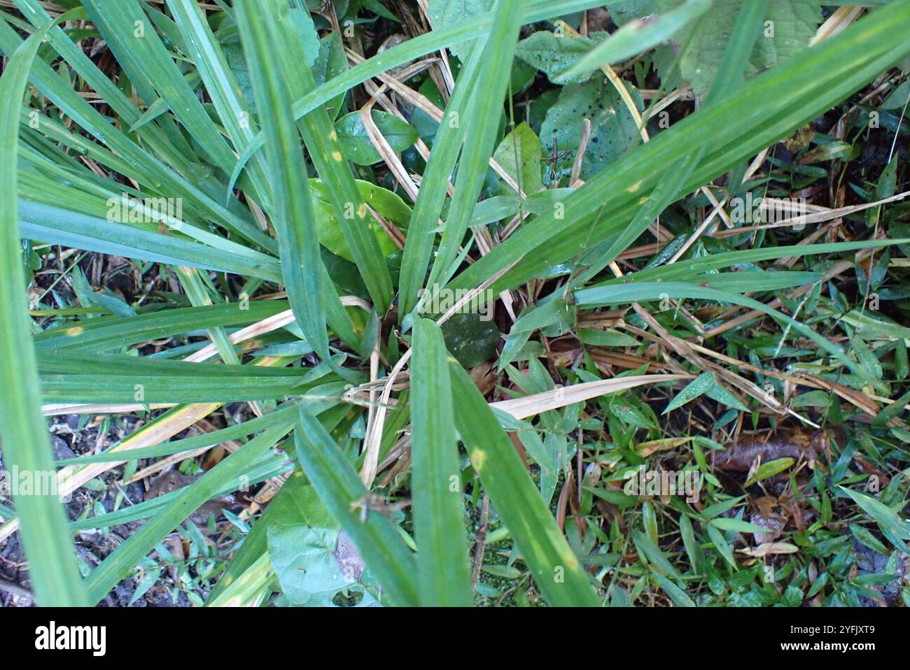 Jamaica swamp sawgrass (Cladium mariscus jamaicense Stock Photo - Alamy