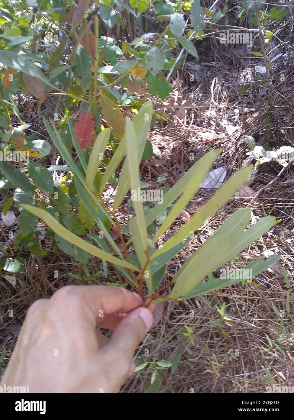 Gopher-berry (Asimina pygmea Stock Photo - Alamy