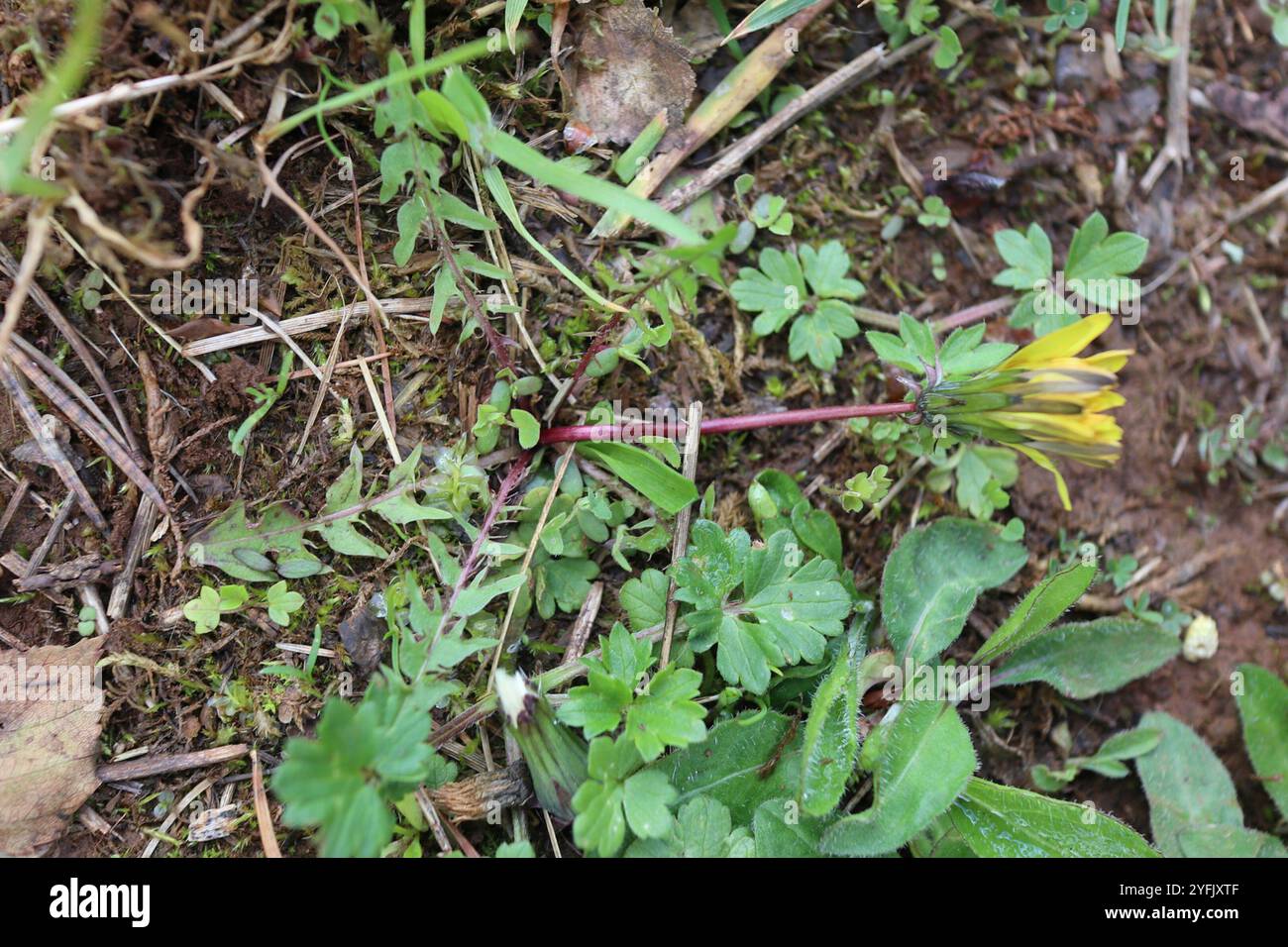 Cut-leaved dandelion (Taraxacum lacistophyllum Stock Photo - Alamy
