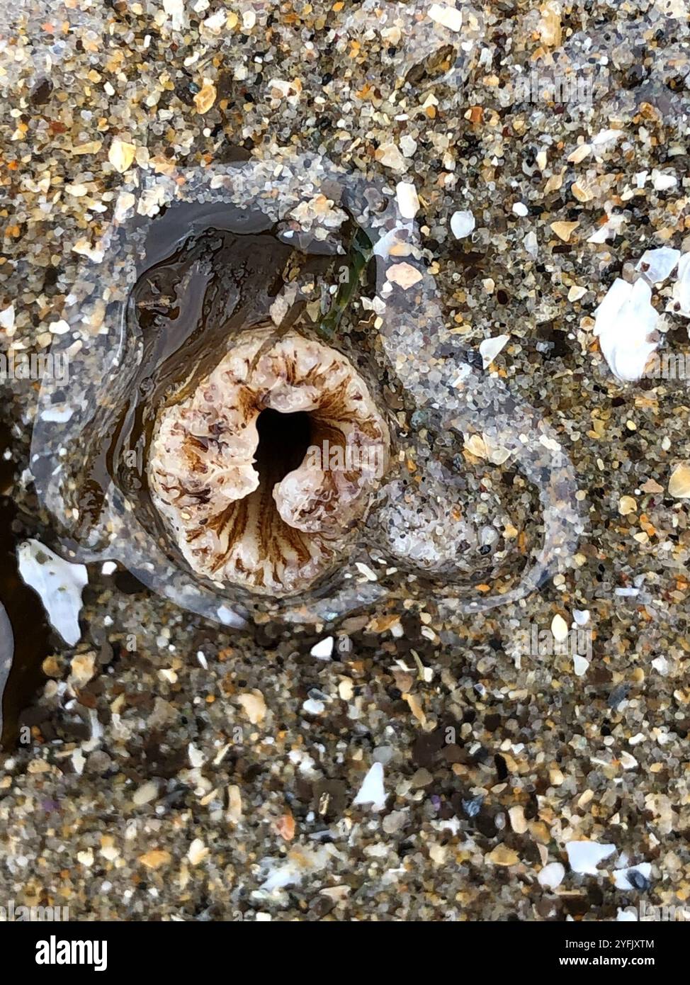 Rough piddock hi-res stock photography and images - Alamy